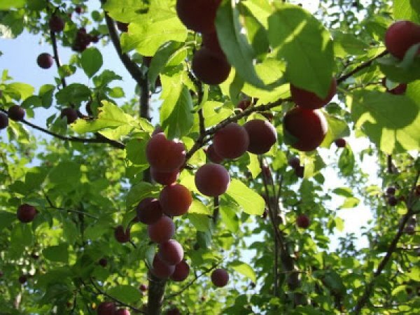 Gem de corcoduse rosii - Rețetă Petitchef