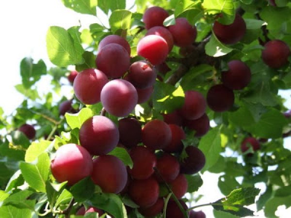 Gem de corcoduse rosii - Rețetă Petitchef