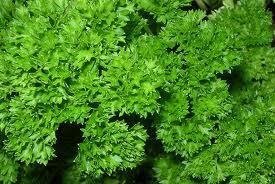 Supa-crema de hasmatuchi - Rețetă Petitchef